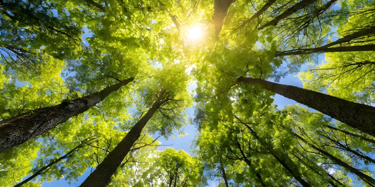 IncomePlus Fund Increases Dividend for 3rd Consecutive Year - Origin ...